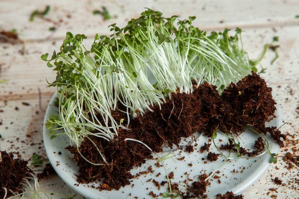 Micro greens perfect fresh vegetables, herbs and greens with high ...