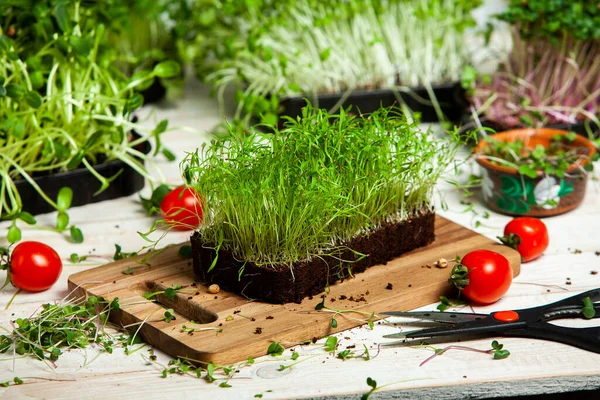Micro greens perfectos vegetales frescos, hierbas y verduras con altos ...
