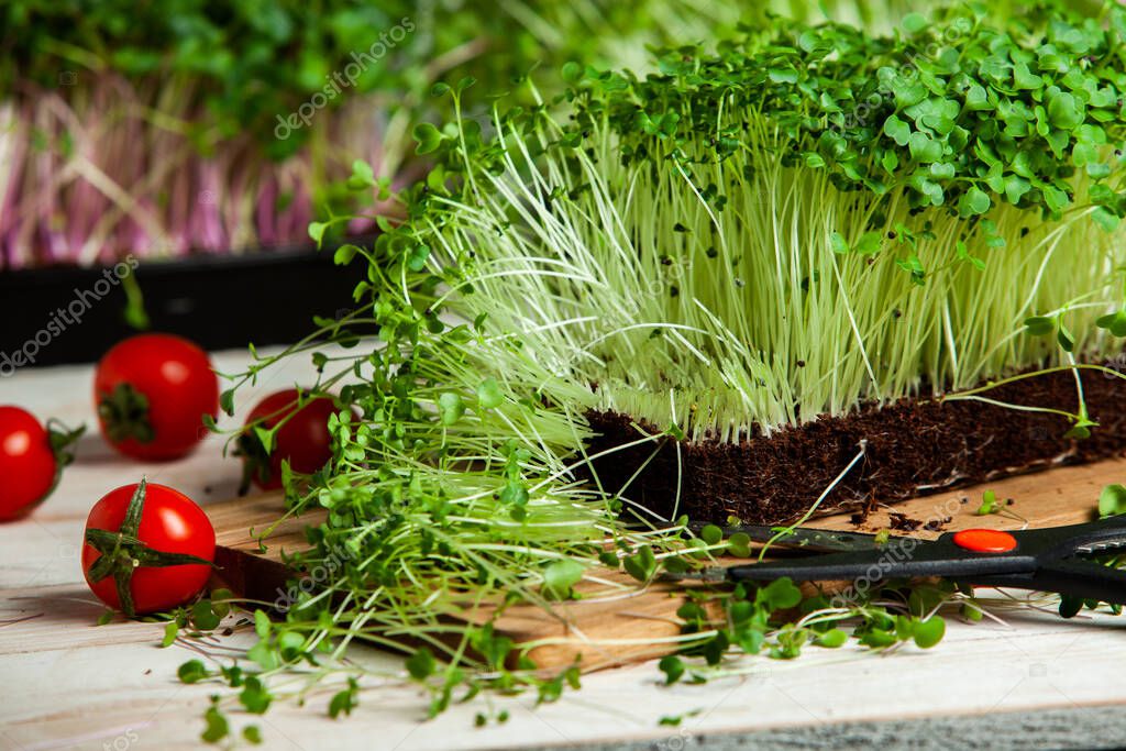 Micro greens perfectos vegetales frescos, hierbas y verduras con altos ...