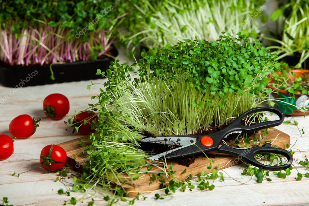 Micro greens perfectos vegetales frescos, hierbas y verduras con altos ...