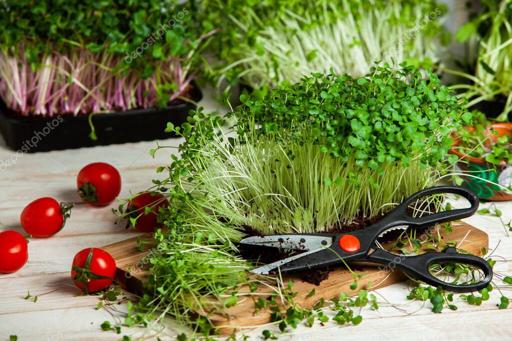 Micro greens perfectos vegetales frescos, hierbas y verduras con altos ...