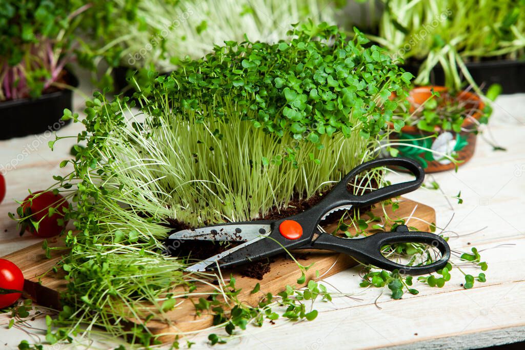 Micro greens perfectos vegetales frescos, hierbas y verduras con altos ...