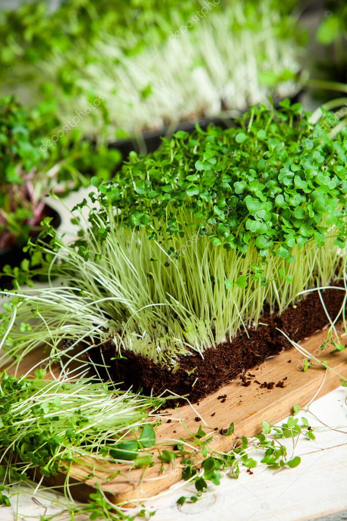 Micro greens perfectos vegetales frescos, hierbas y verduras con altos ...