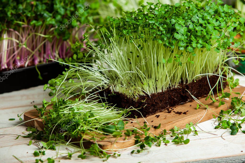 Micro greens perfectos vegetales frescos, hierbas y verduras con altos ...