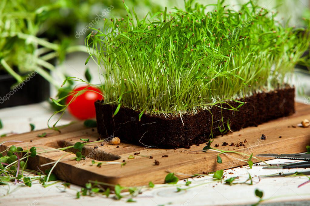Micro greens perfectos vegetales frescos, hierbas y verduras con altos ...