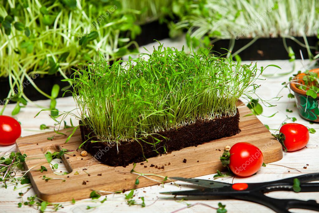 Micro greens perfectos vegetales frescos, hierbas y verduras con altos ...