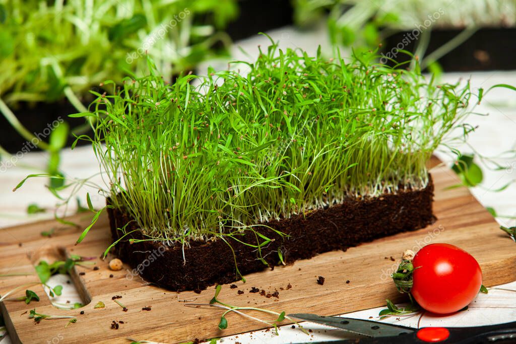 Micro greens perfectos vegetales frescos, hierbas y verduras con altos ...