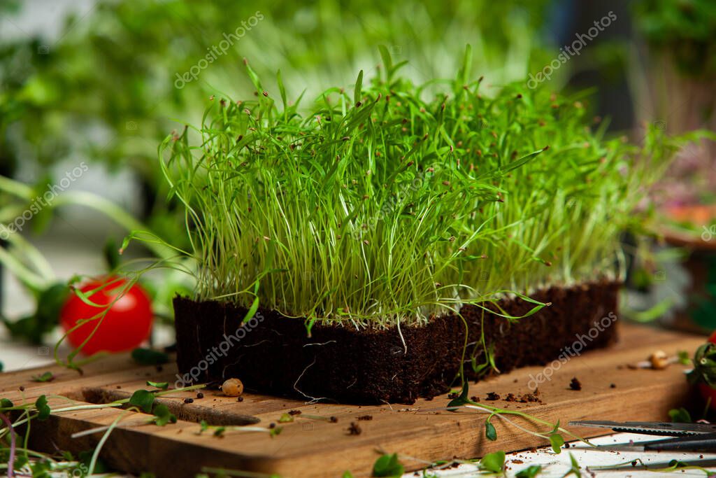 Micro greens perfectos vegetales frescos, hierbas y verduras con altos ...