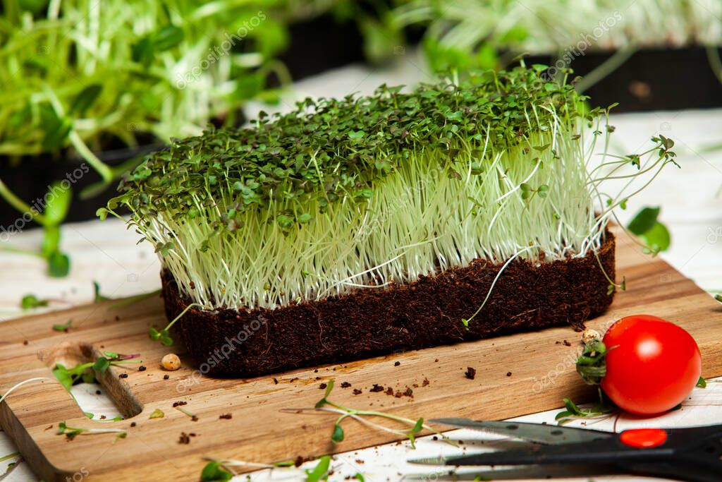 Micro greens perfectos vegetales frescos, hierbas y verduras con altos ...