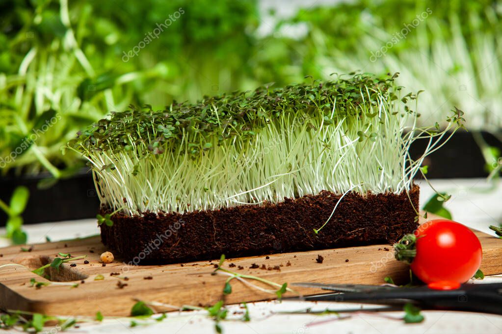 Micro greens perfectos vegetales frescos, hierbas y verduras con altos ...