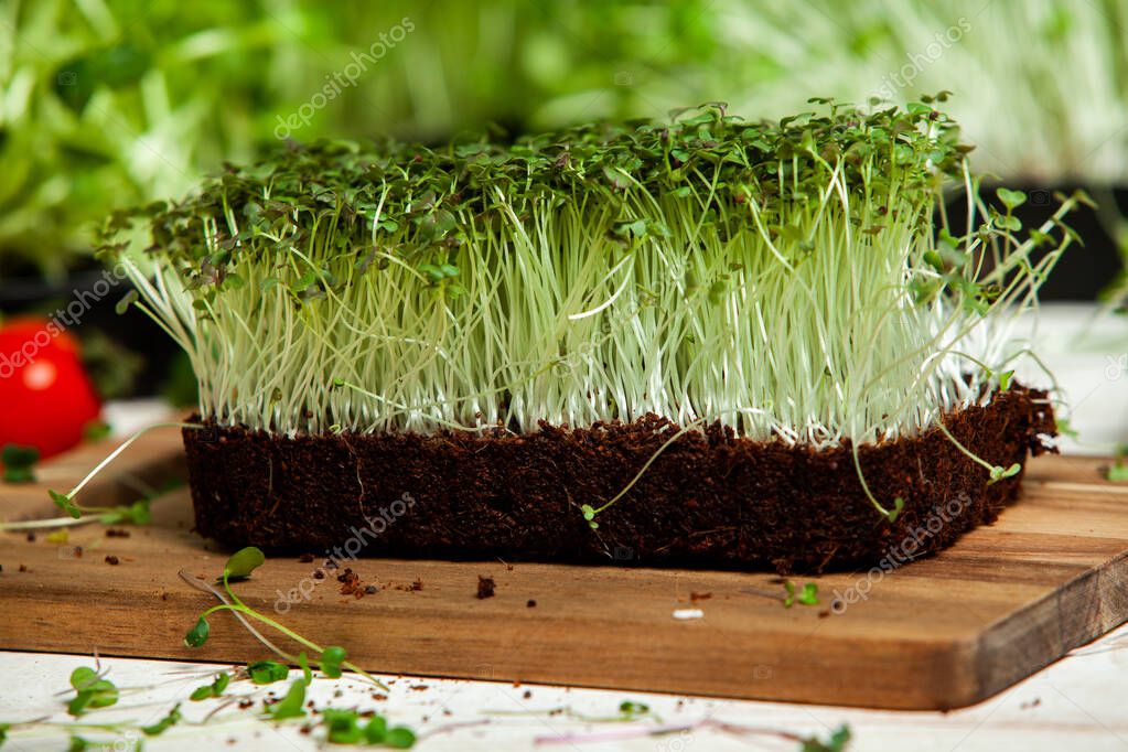 Micro greens perfectos vegetales frescos, hierbas y verduras con altos ...