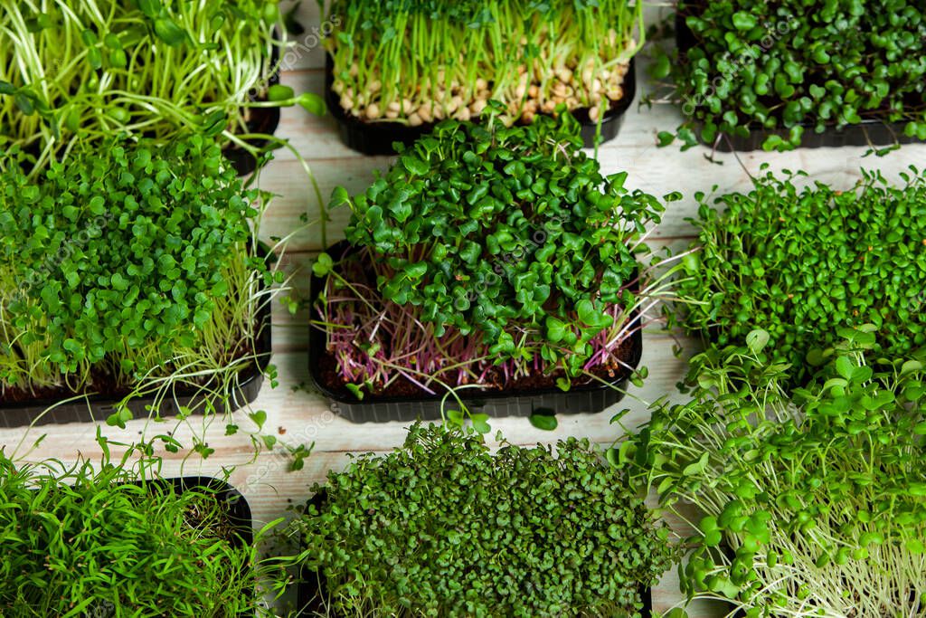 Micro greens perfectos vegetales frescos, hierbas y verduras con altos ...