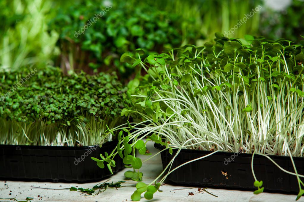 Micro greens perfectos vegetales frescos, hierbas y verduras con altos ...