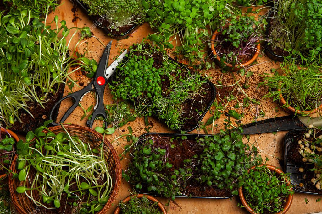 Micro greens perfectos vegetales frescos, hierbas y verduras con altos ...