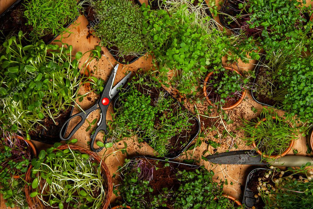 Micro greens perfectos vegetales frescos, hierbas y verduras con altos ...