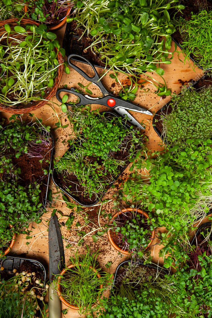 Micro greens perfectos vegetales frescos, hierbas y verduras con altos ...