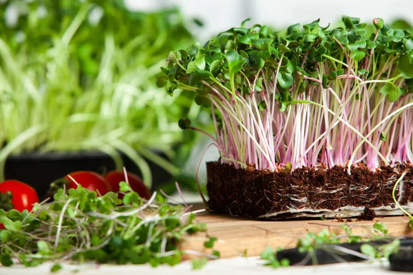 Live food of sprouts. Growing micro plants at home. Raw plants for ...