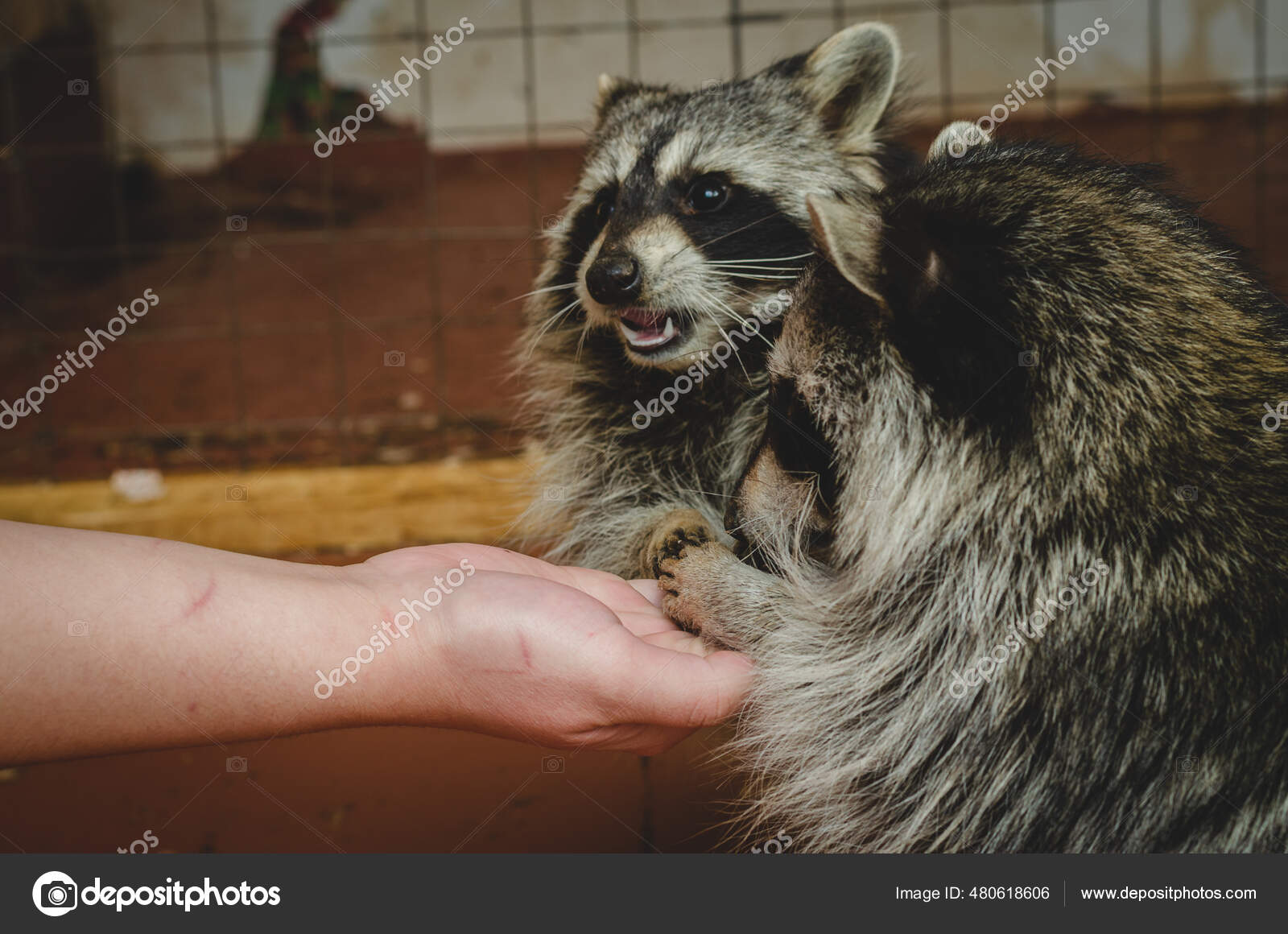 Cute Raccoons Eating Grapes — Stock Photo © tinkerfrost #480618606
