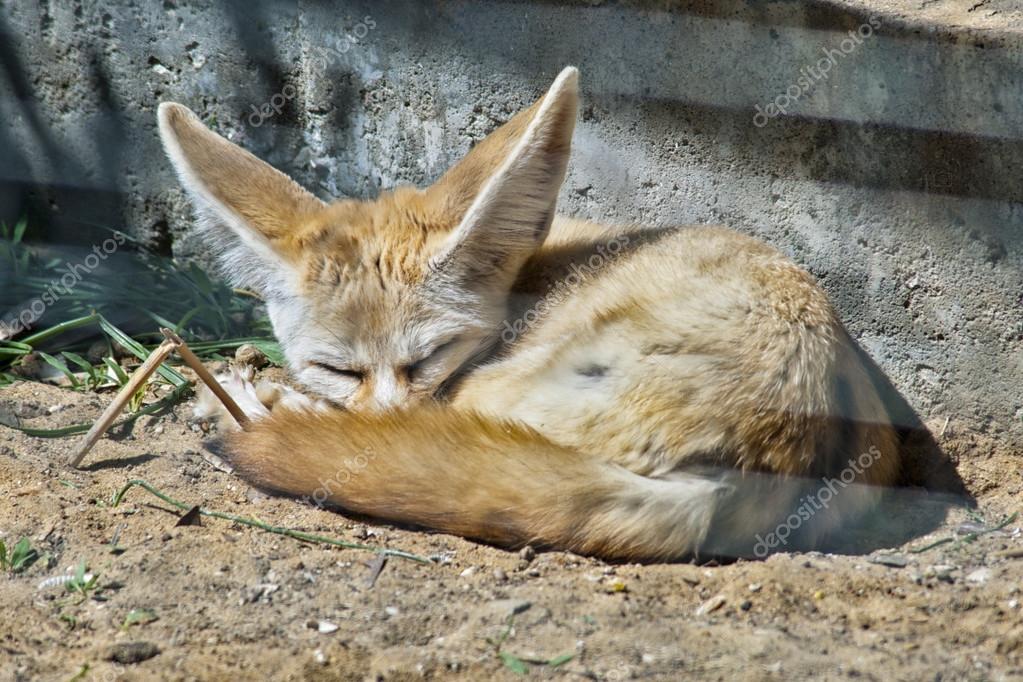 Fennec Fox Sleeping