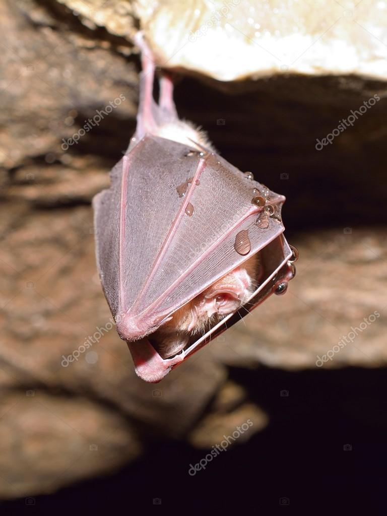 Greater horseshoe bat( Rhinolophus ferrumequinum) Stock Photo by ...