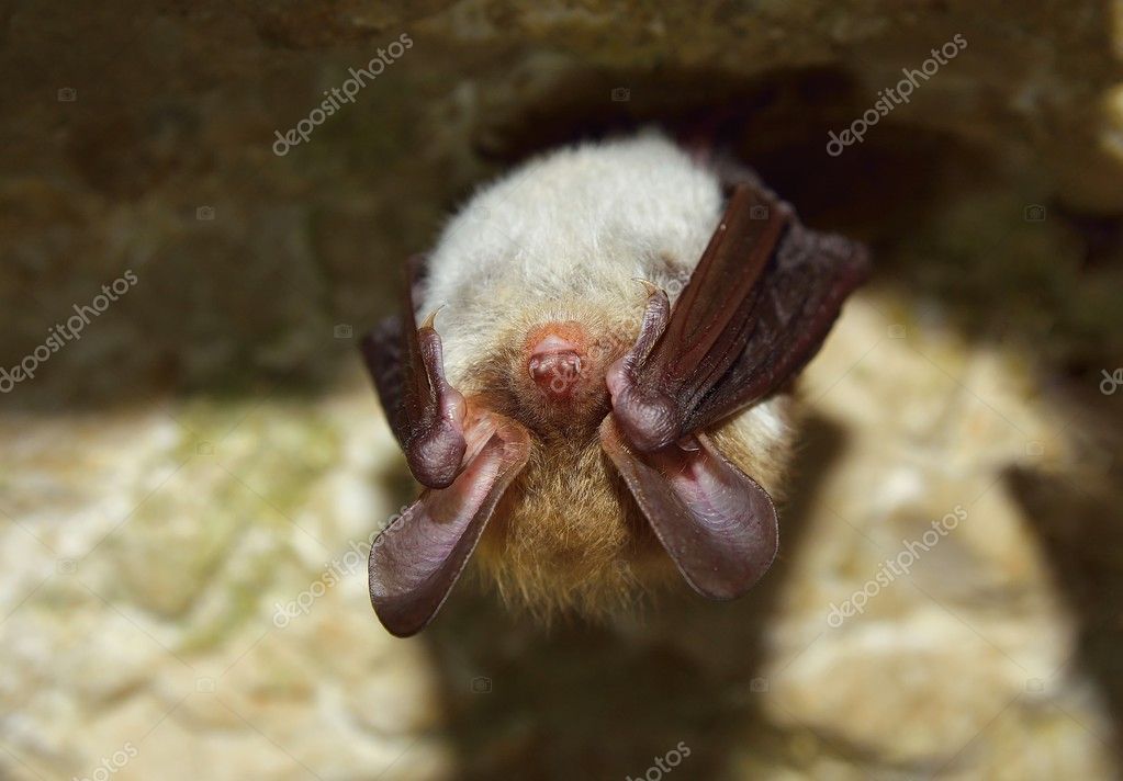 Bechstein's bat (Myotis bechsteinii) Stock Photo by ©adrianciurea69 ...