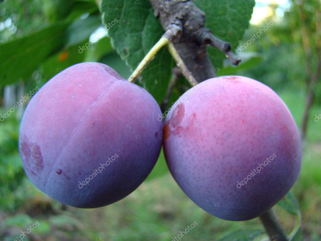 Plum Fruit Hanging Tree Process Maturation — Stock Photo © maxim1717 ...