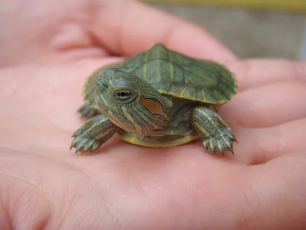 Baby box turtle Stock Photos, Royalty Free Baby box turtle Images ...