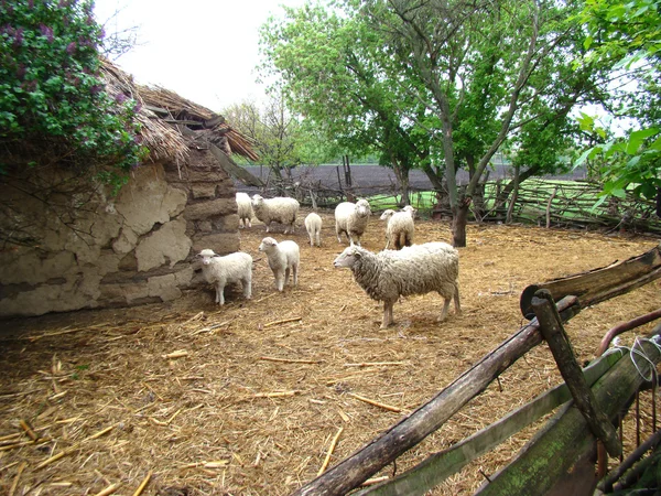 Sheep enclosure Stock Photos, Royalty Free Sheep enclosure Images ...