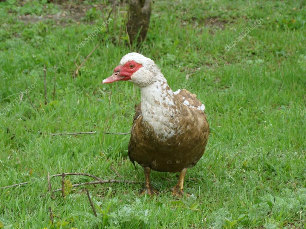 Muscovy duck — Stock Photo © maxim1717 #73862313