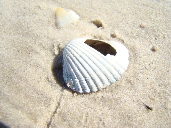 Coquillage sur la plage des caraïbes Stock Photos, Royalty Free ...
