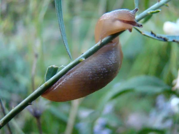 Pubis female Stock Photos, Royalty Free Pubis female Images | Depositphotos