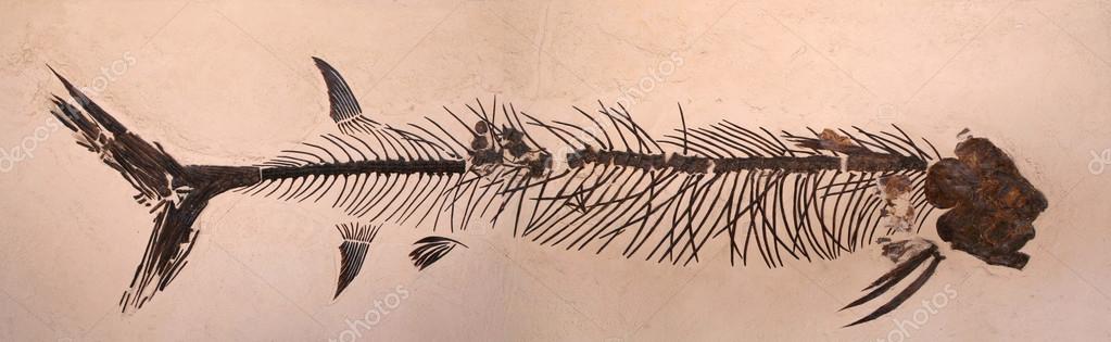 Ancient Fish Fossils