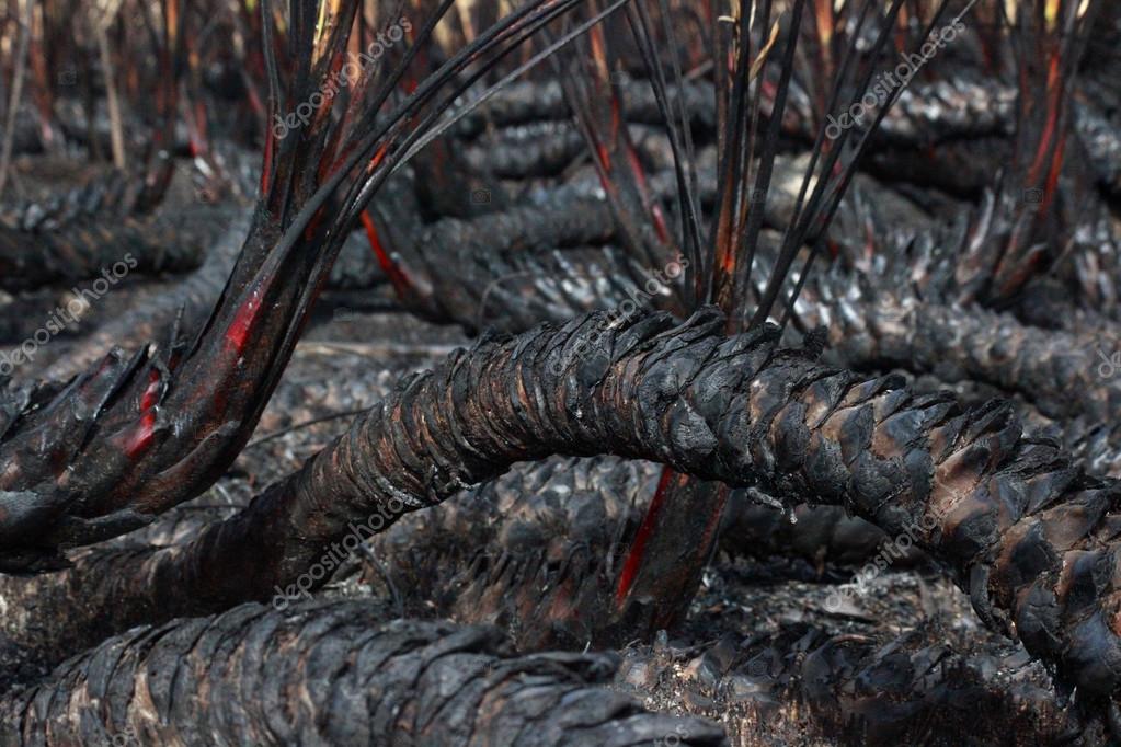 Charred palm trunks after controlled fire — Stock Photo © Redav #64591313
