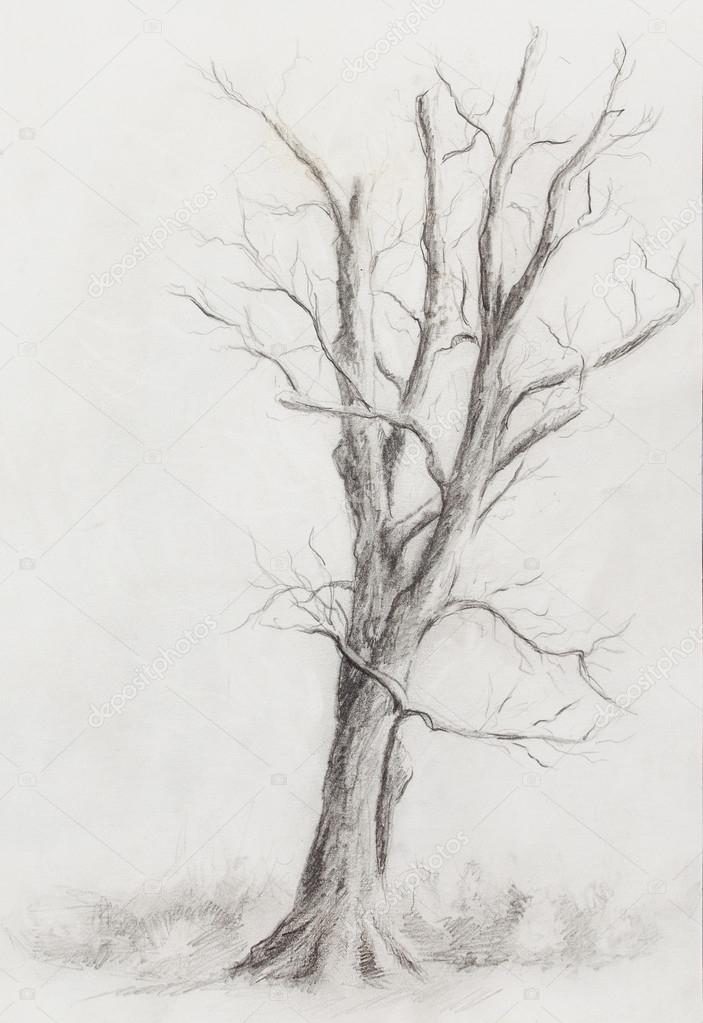 Abstract Pencil Drawing Trees