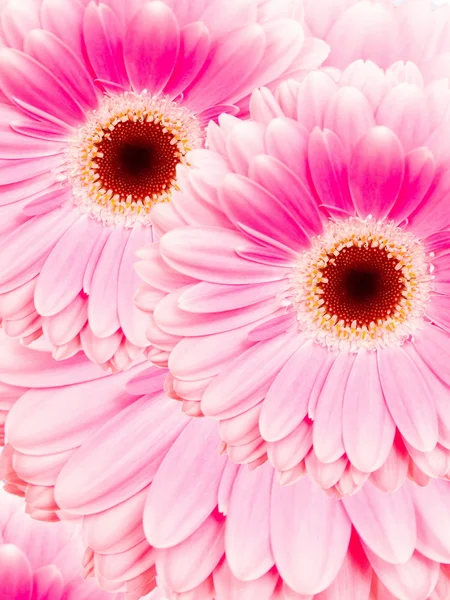 Two flowers Stock Photos, Royalty Free Two flowers Images | Depositphotos