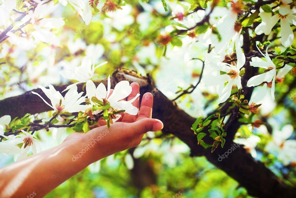 Adorar las flores de magnolia de primavera en un árbol, a la luz del ...