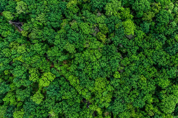 Forest top view Images - Search Images on Everypixel