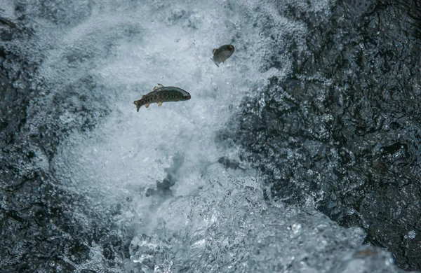 Salmon leap Stock Photos, Royalty Free Salmon leap Images | Depositphotos