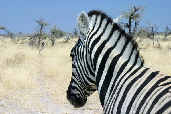 Savannah zebra Stock Photos, Royalty Free Savannah zebra Images ...