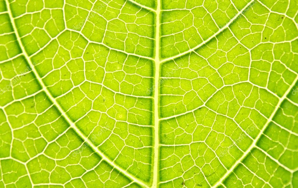 Leave texture. — Stock Photo © KittikornPh #70618329
