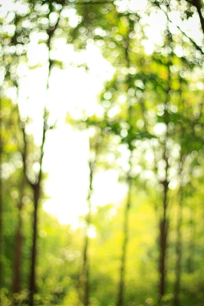 Green Blurred Background