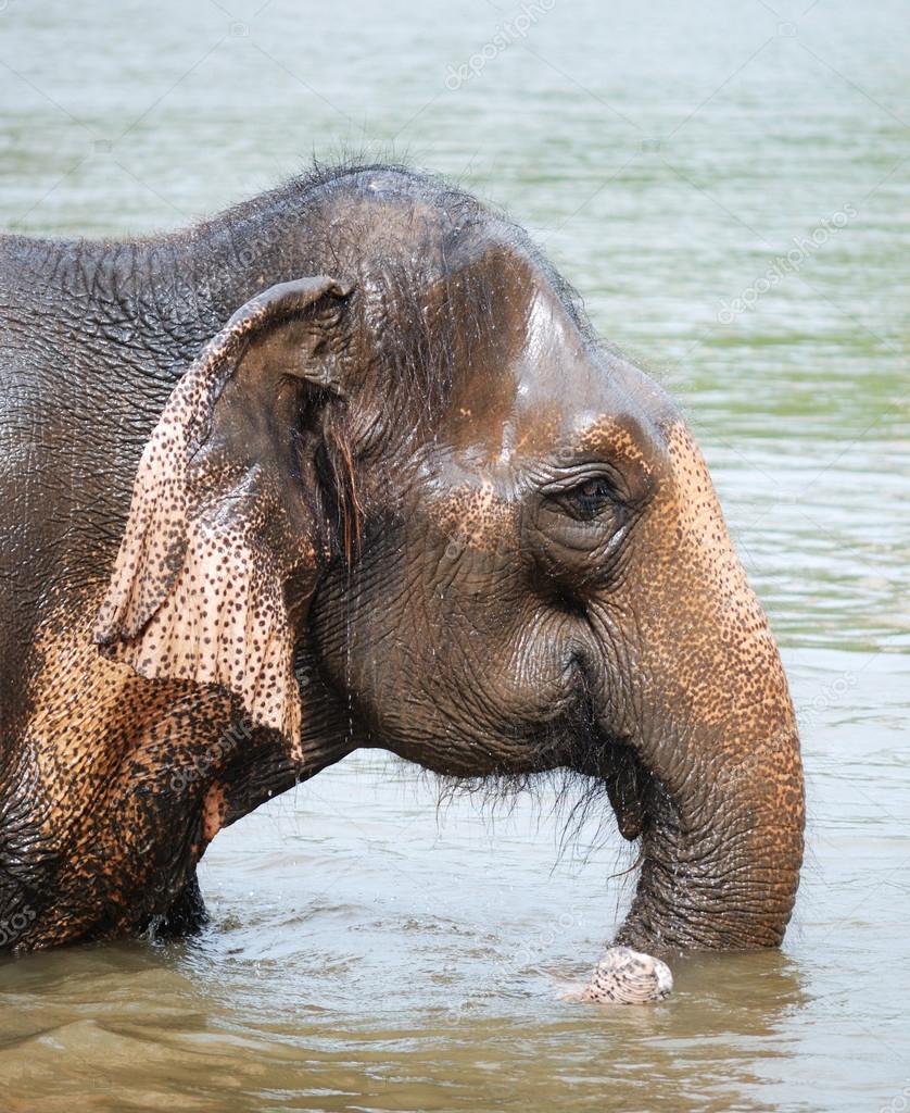 Wildlife elephant headshot Stock Photo by ©goldsaintphoto 62614351
