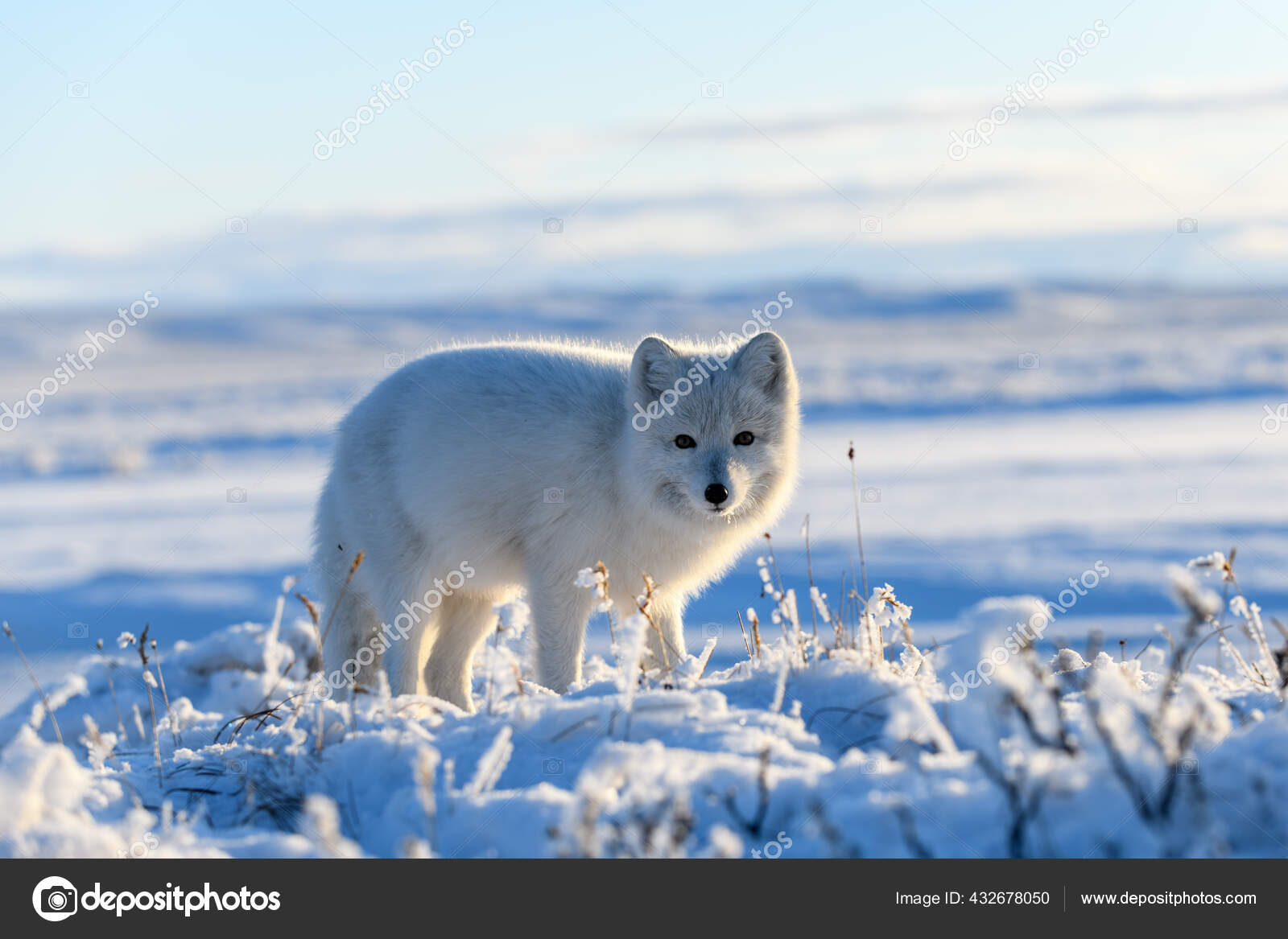 Baby Arctic Fox Tundra