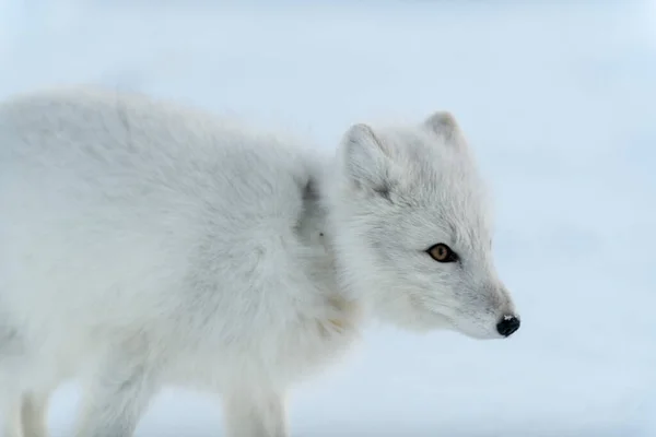 Wild arctic fox with plastic on his neck in winter tundra. Ecology ...