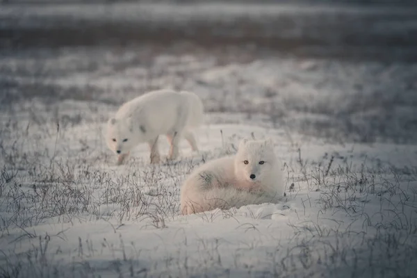 Two young arctic foxes (Vulpes Lagopus) in wilde tundra. Arctic fox ...