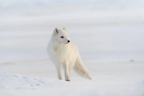 Imagen de un zorro blanco antropomorfico con su fotos de stock ...