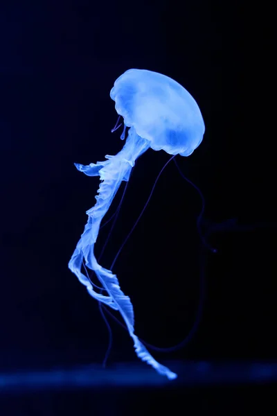 Neon Blue Jellyfish Black Background Stock Photo by ©AnnaHoly 491545646