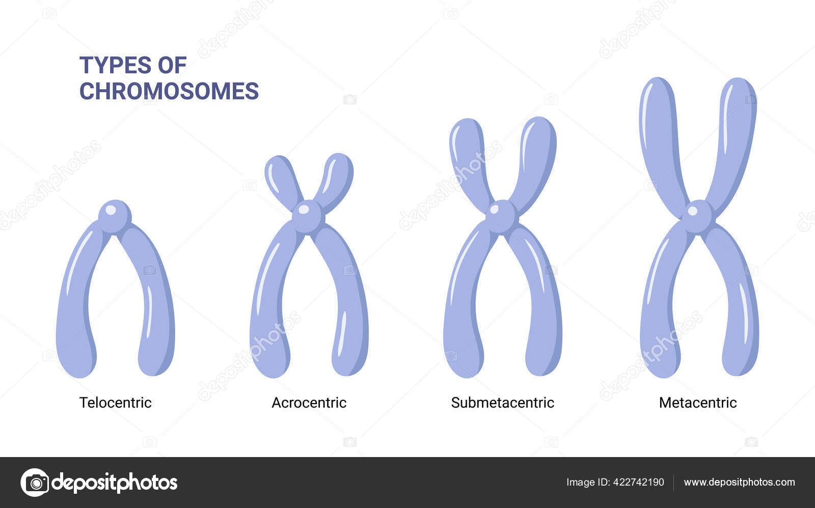 Vektor Illustration Chromosomen Typen Isoliert Auf Weißem Hintergrund ...