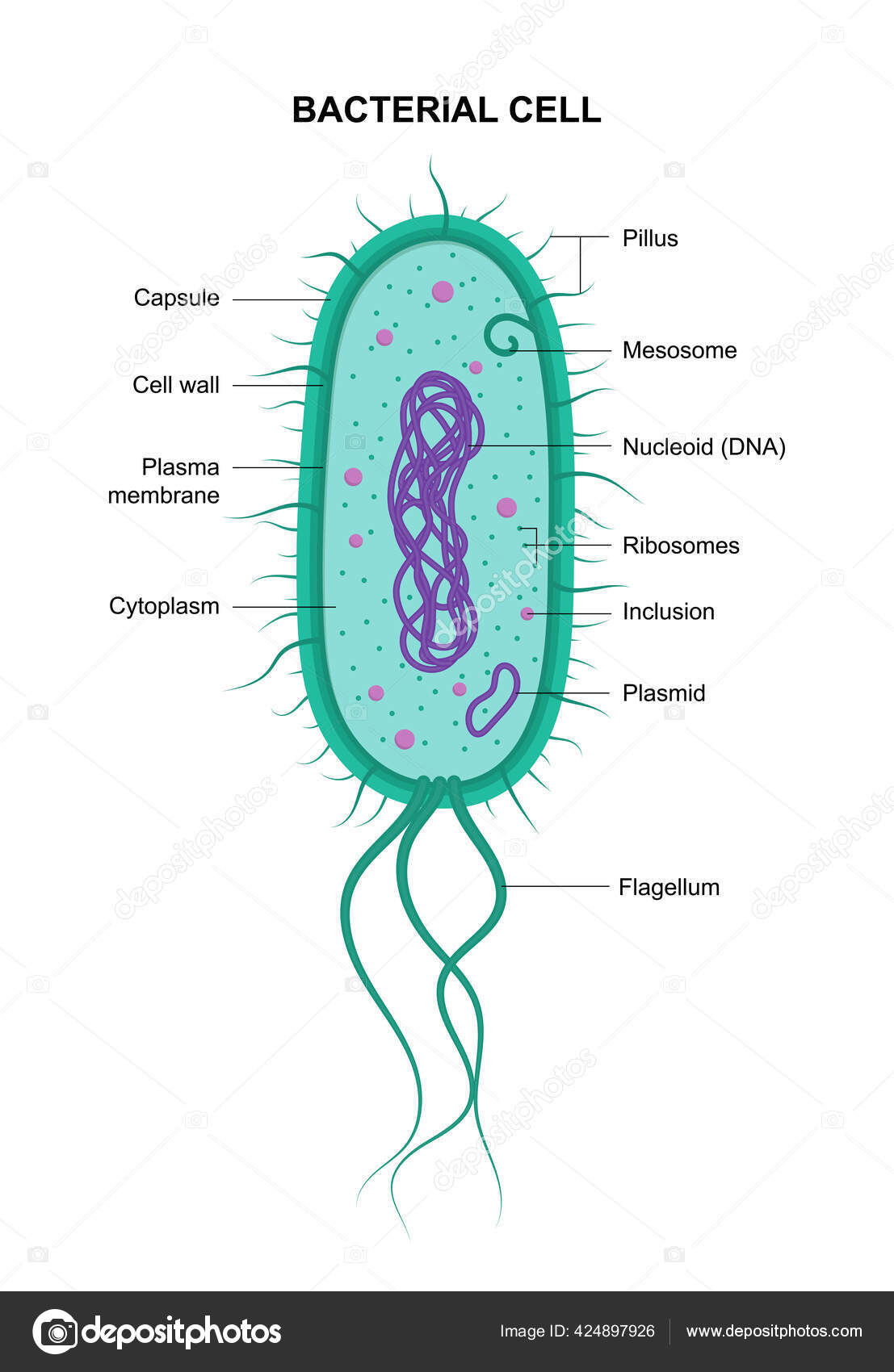 Bacterial Cell Under Microscope Labeled