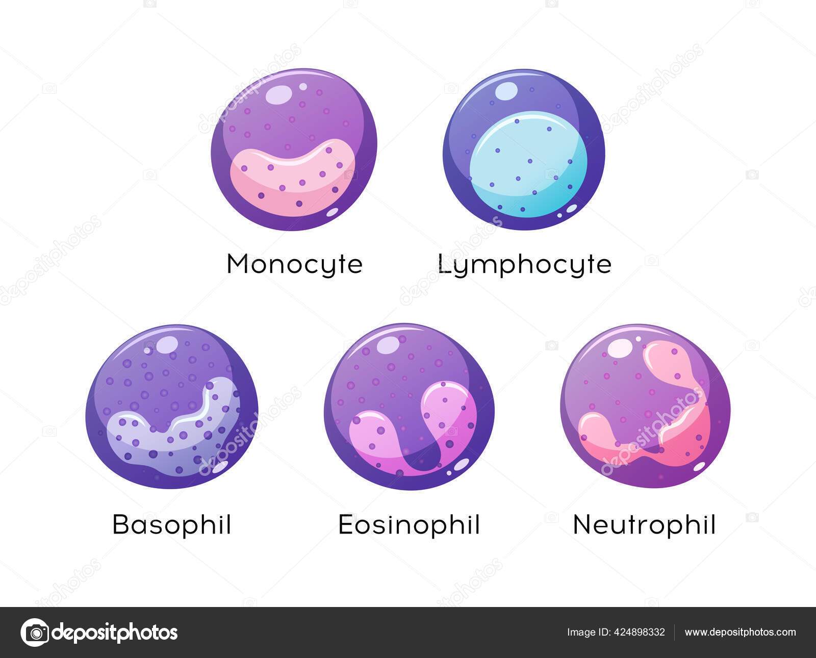 Monocytes And Lymphocytes